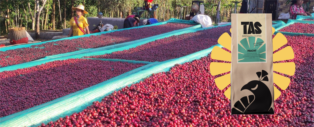 Koffiebonen online bestellen | TAS Specialty Coffee – Tas Specialty Coffee